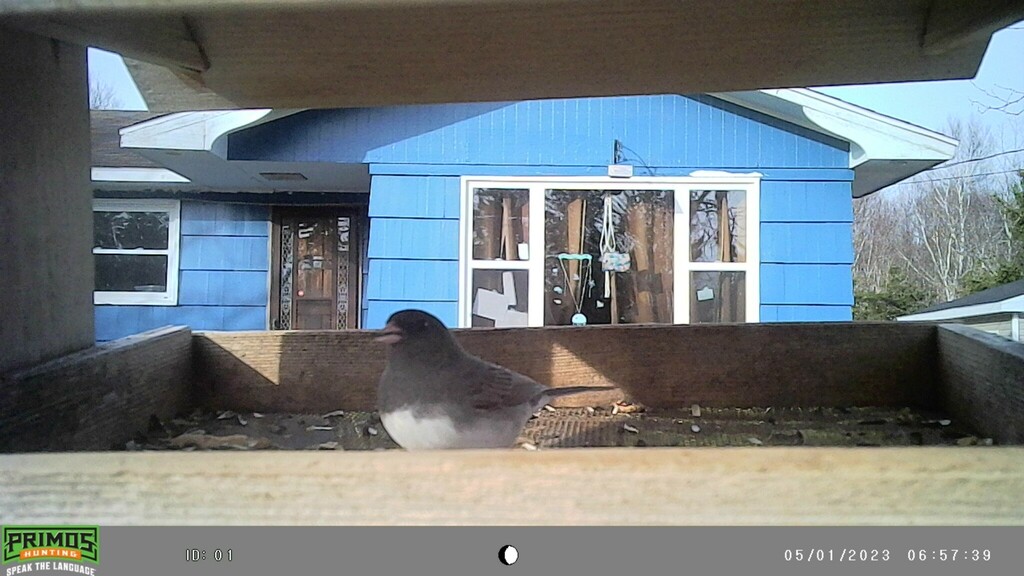 Dark-eyed Junco from Albert Bridge, NS, Canada on May 01, 2023 at 06:01 ...