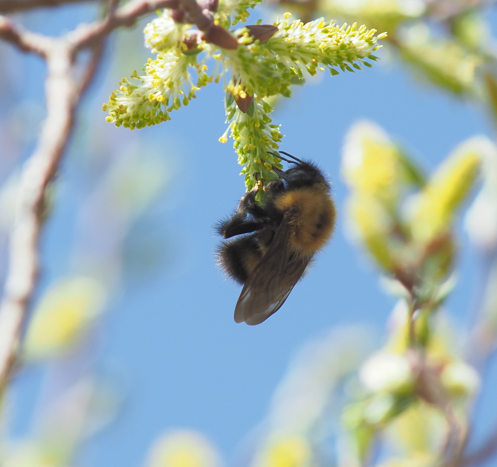 Perplexing Bumble Bee from Northwest Calgary, Calgary, AB, Canada on ...