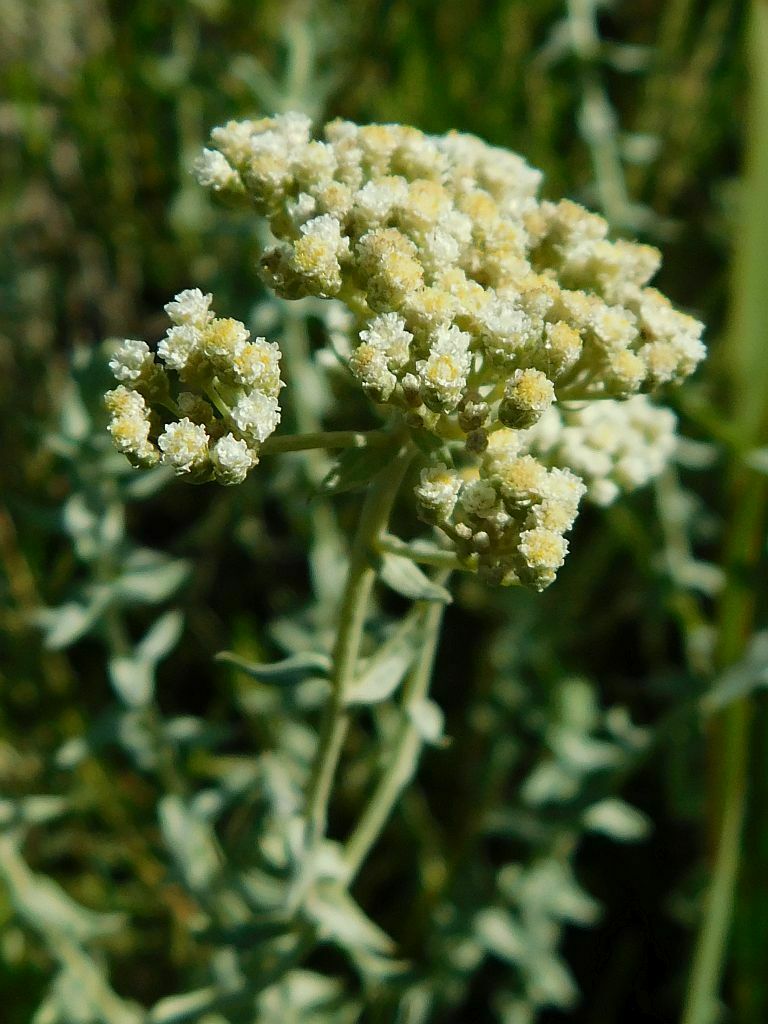 Honey Everlasting from Sandpit Greyton, 7233, South Africa on May 01 ...