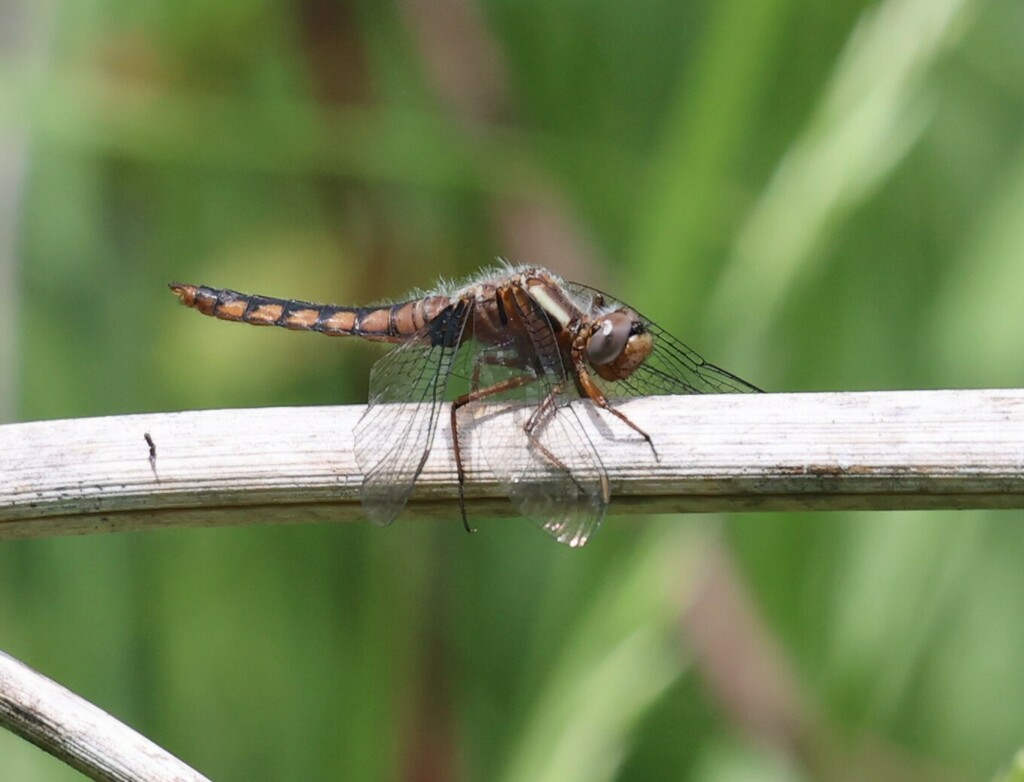 Blue Corporal from Germantown MetroPark, Montgomery County, OH, USA on ...