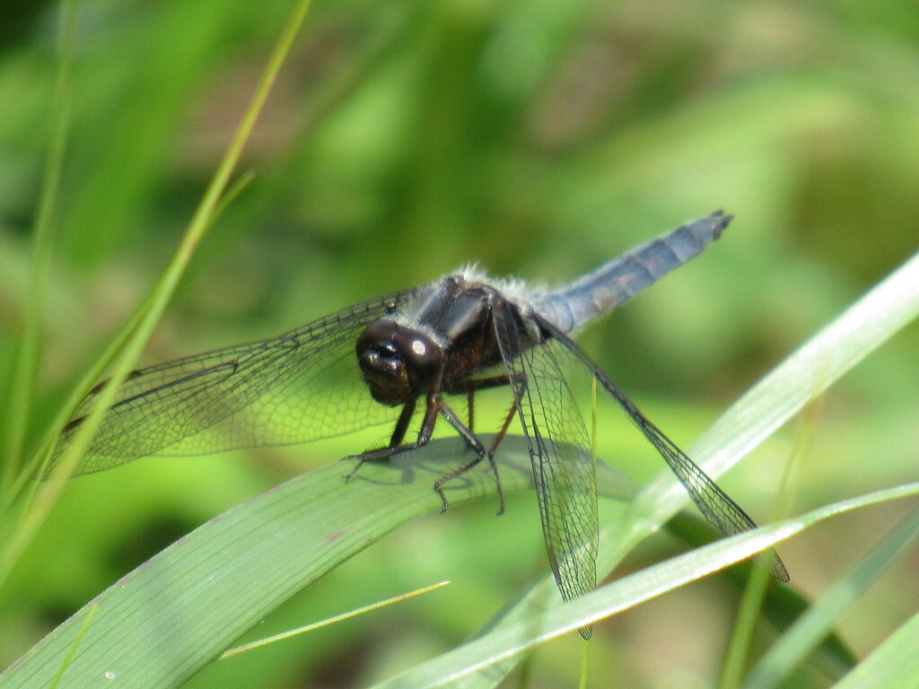 Blue Corporal from Germantown MetroPark, Montgomery County, OH, USA on ...