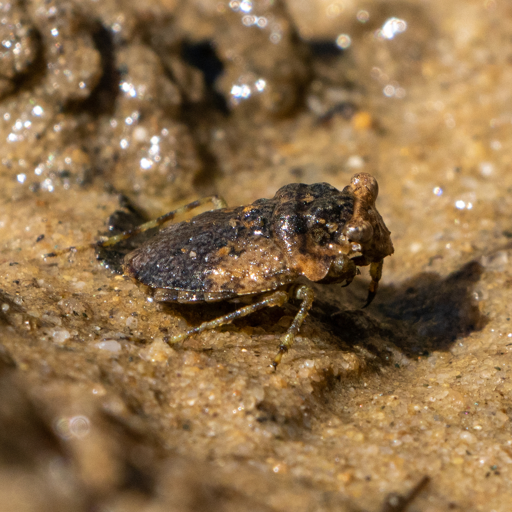 Big-eyed Toad Bug from Baltimore County, MD, USA on May 06, 2023 at 11: ...