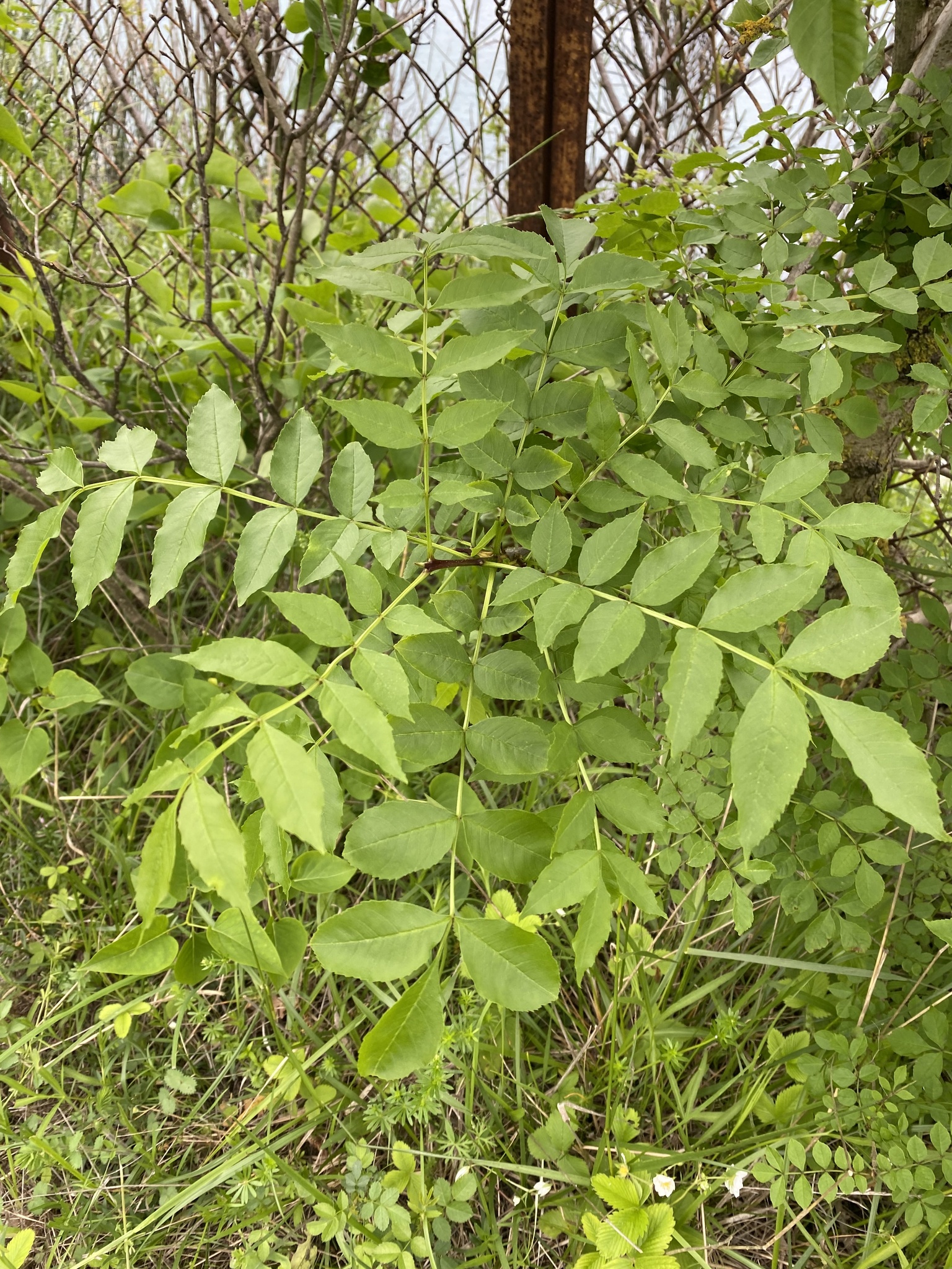 Fraxinus angustifolia subsp. oxycarpa (M.Bieb. ex Willd.) Franco ...