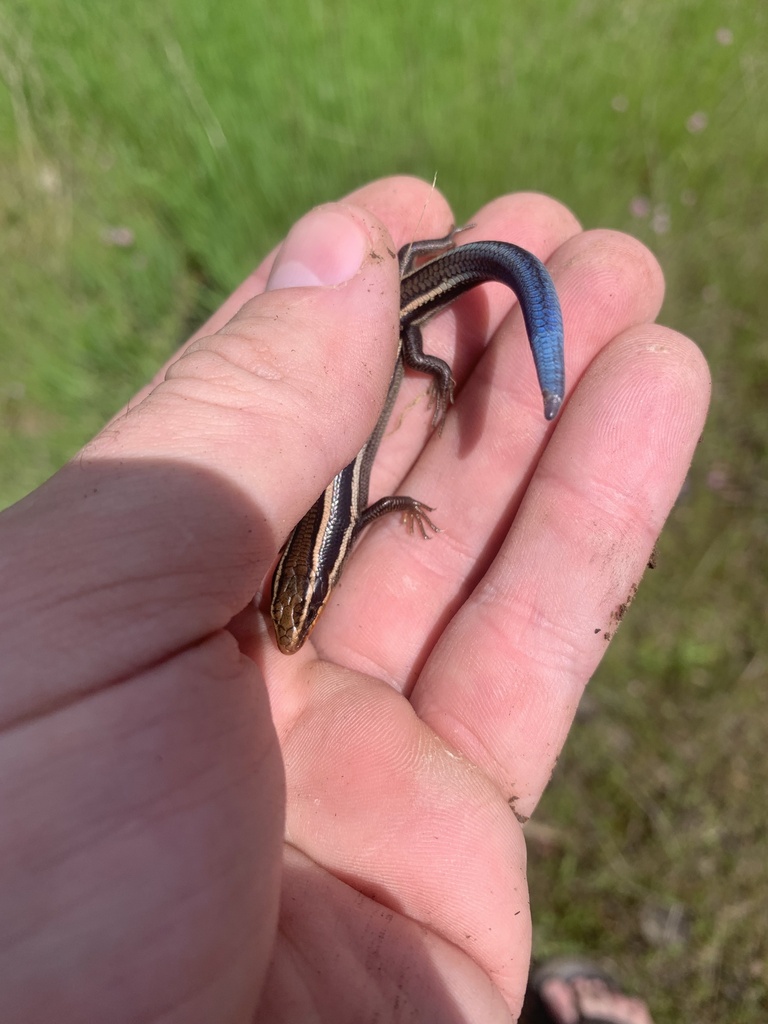 Western Skink in May 2023 by Matt Unitis · iNaturalist
