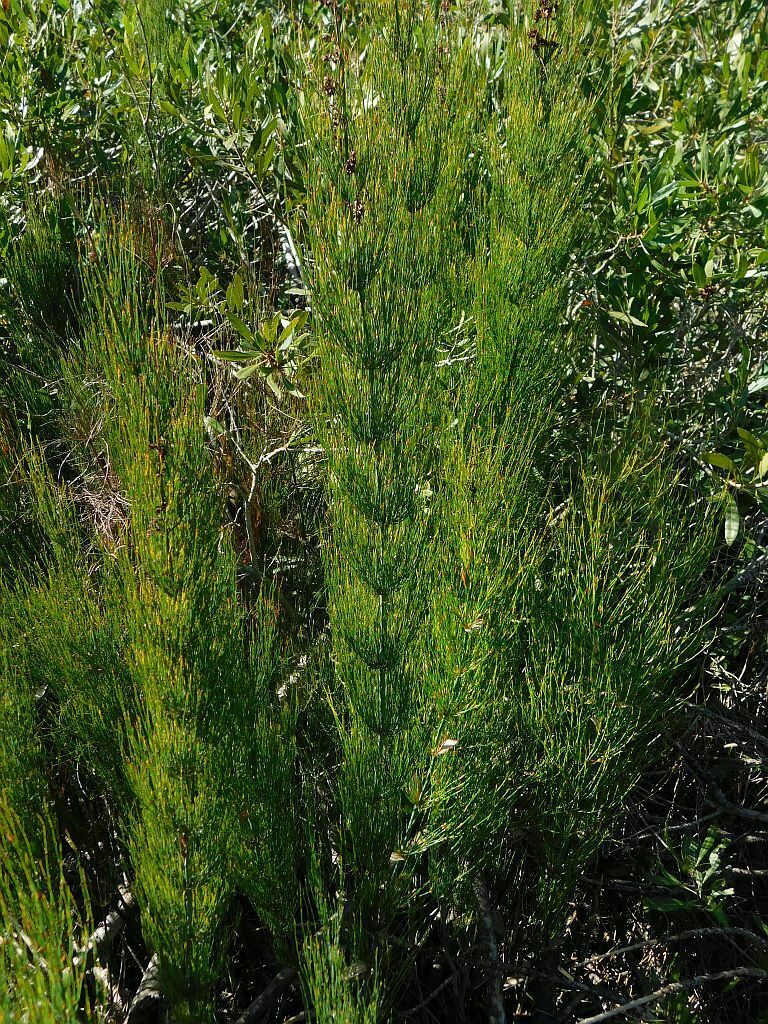 Broom reed from Sandpit Greyton, 7233, South Africa on May 01, 2023 at ...