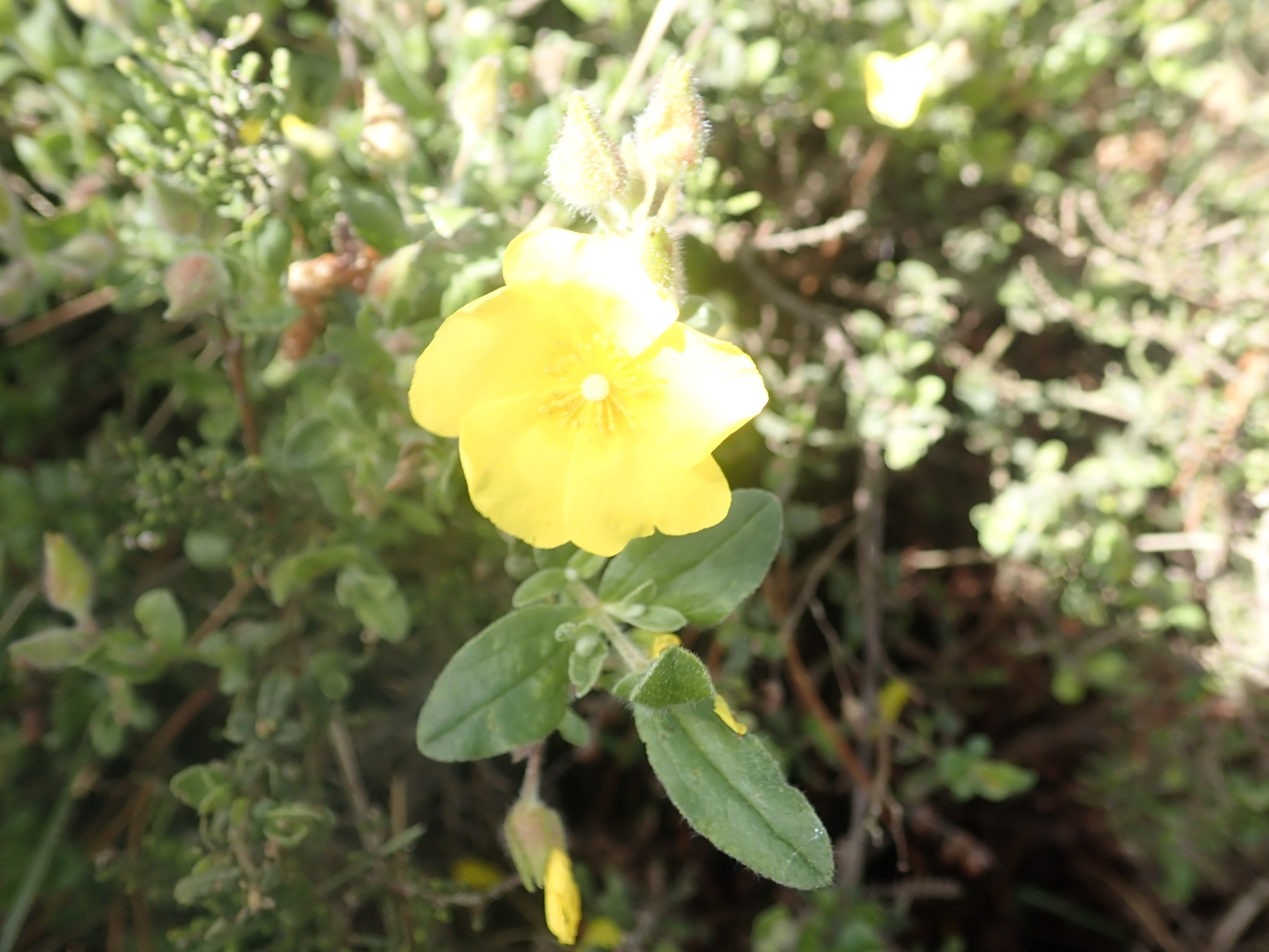 Halimium lasianthum subsp. alyssoides (Lam.) Greuter