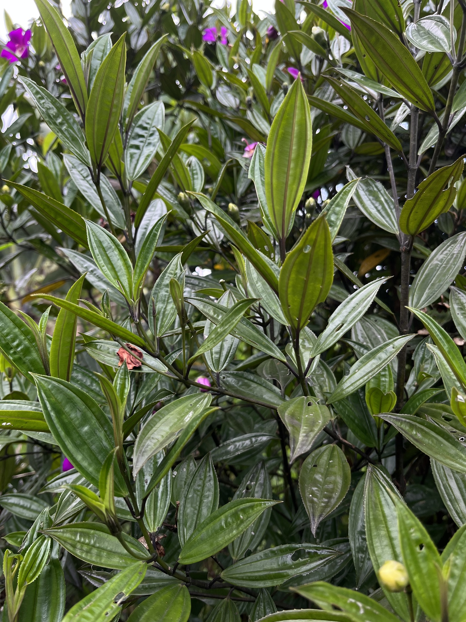 Meriania speciosa (Humb. & Bonpl.) Naudin