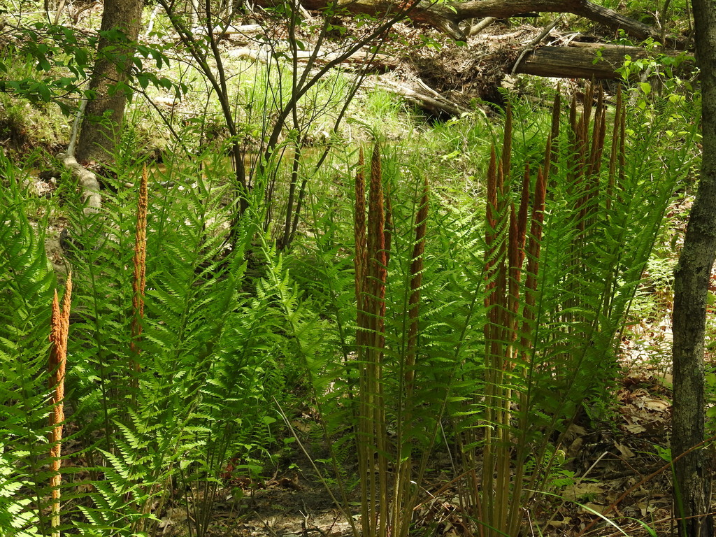 Cinnamon ferns from Ste. Genevieve, Missouri, United States on May 06 ...