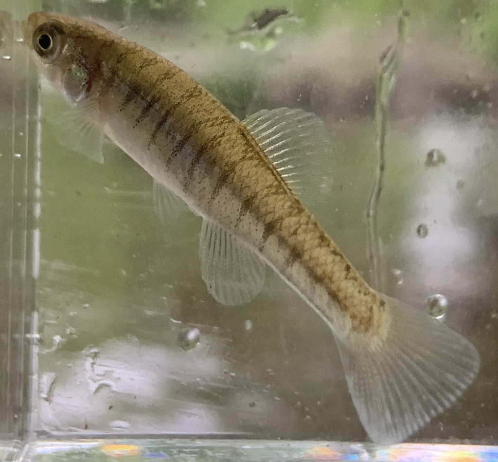 Banded Killifish (Fundulus diaphanus) - Marine Life Identification