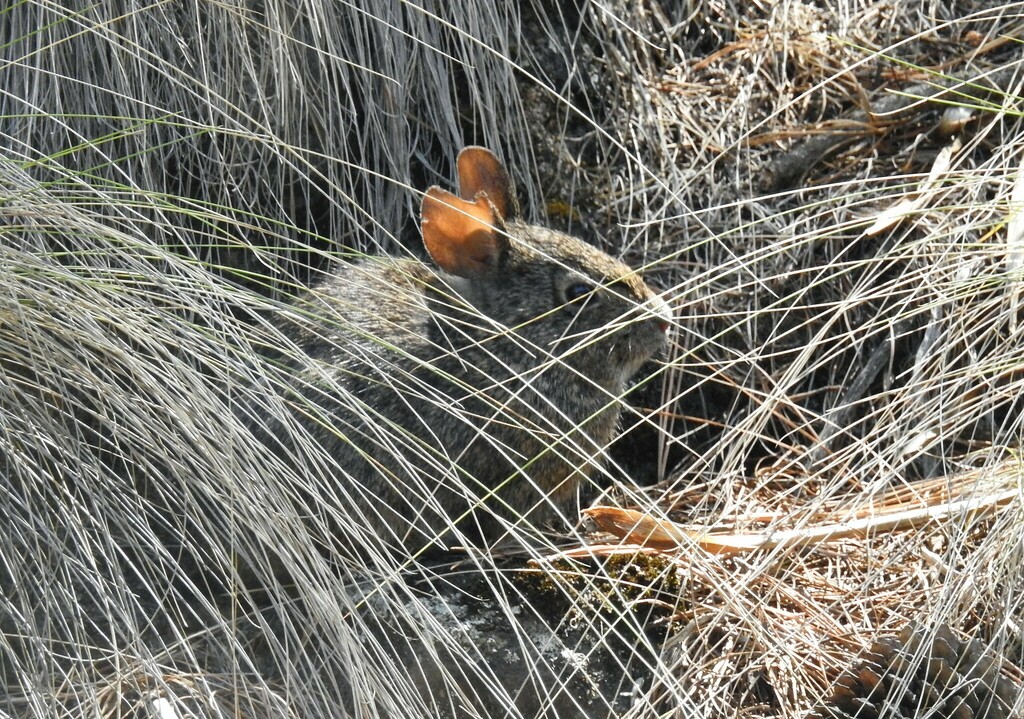 Volcano Rabbit from Cd. de México, México on April 30, 2023 at 10:47 AM ...