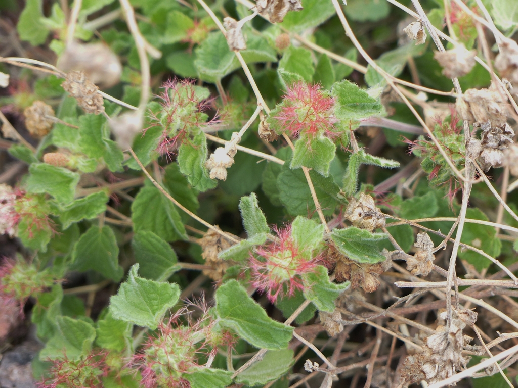 Round Copperleaf from Brewster County, TX, USA on March 28, 2023 at 10: ...