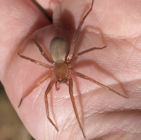 Rocky Canyon Spiders from Maple Ln, Kelseyville, CA, US on May 7, 2023 ...