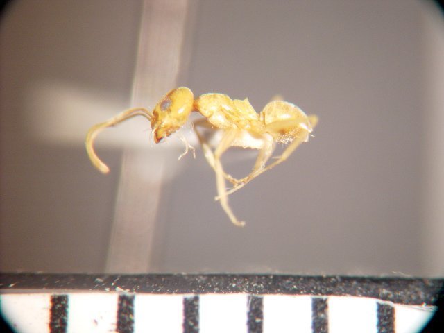 Yellow Pyramid Ant from Blythe Mayflower Park Rivderside County ...