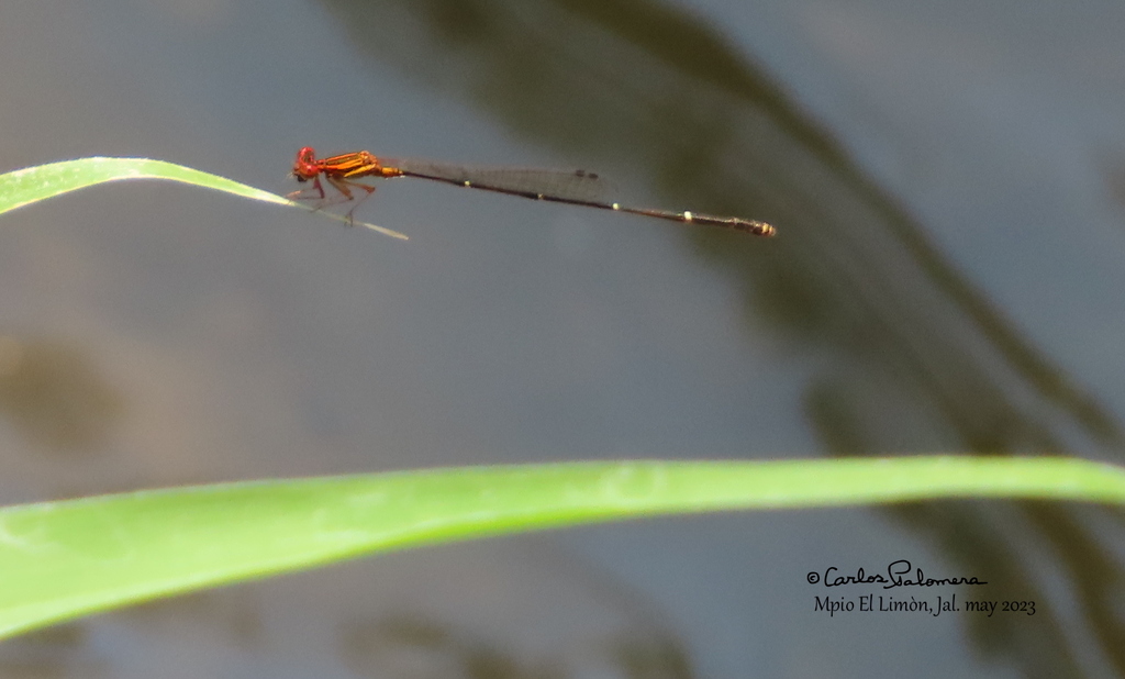 Orange-striped Threadtail from El Limón, Jal., México on May 7, 2023 at ...