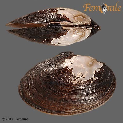 Orangenacre Mucket (Bivalves of the United States Pt.2) · iNaturalist