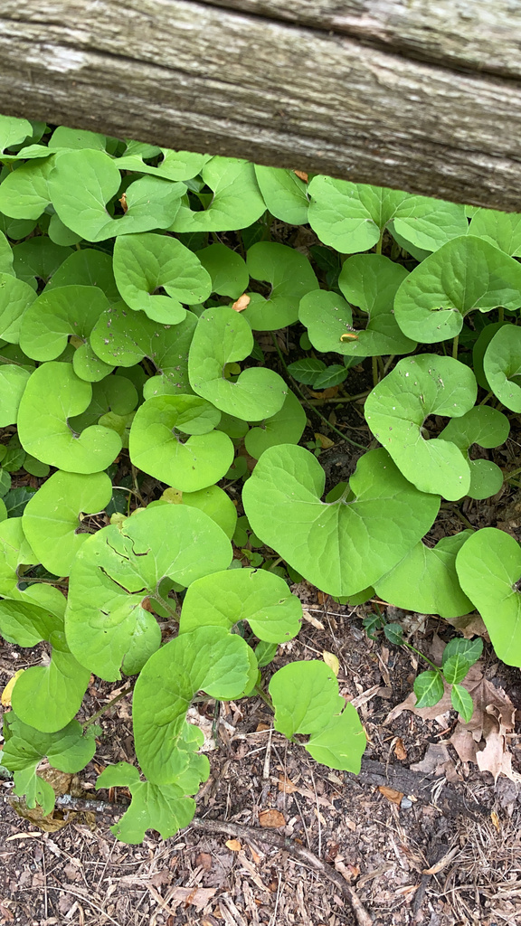 Canadian wild ginger from Wissahickon Valley Park, Philadelphia, PA, US ...