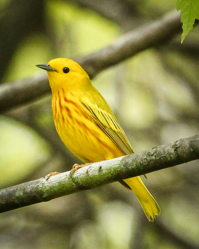 Yellow Warbler (Casa Tortuga) · iNaturalist