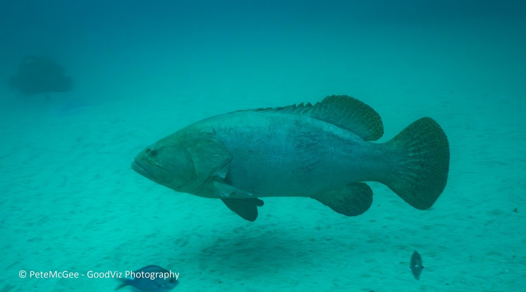 Giant Grouper from Magic Point, Malabar NSW 2036, Australia on May 7 ...