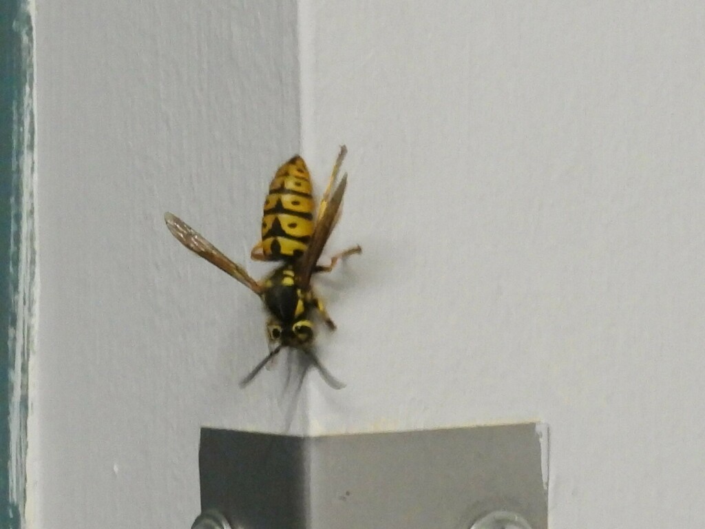 Western Yellowjacket in May 2023 by pamfromcalgary · iNaturalist