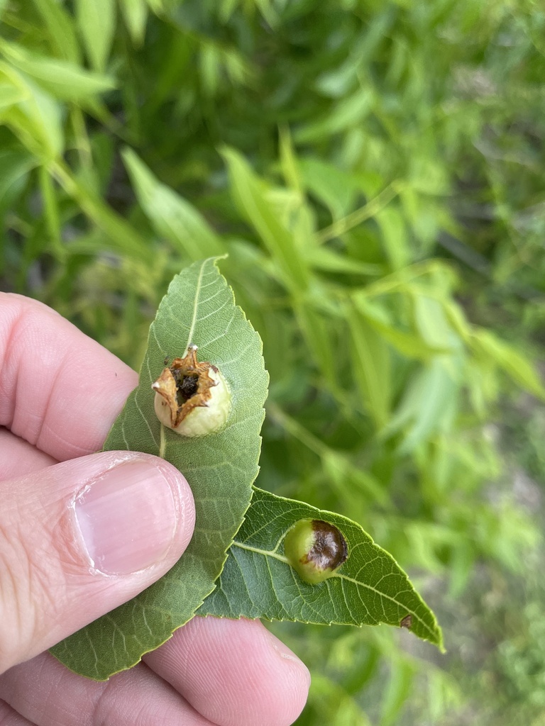 Phylloxera notabilis from Oakmont Park, Fort Worth, TX, US on May 07 ...