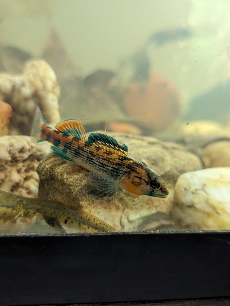 Orangethroat Darter from Jefferson County, US-MO, US on May 7, 2023 at ...