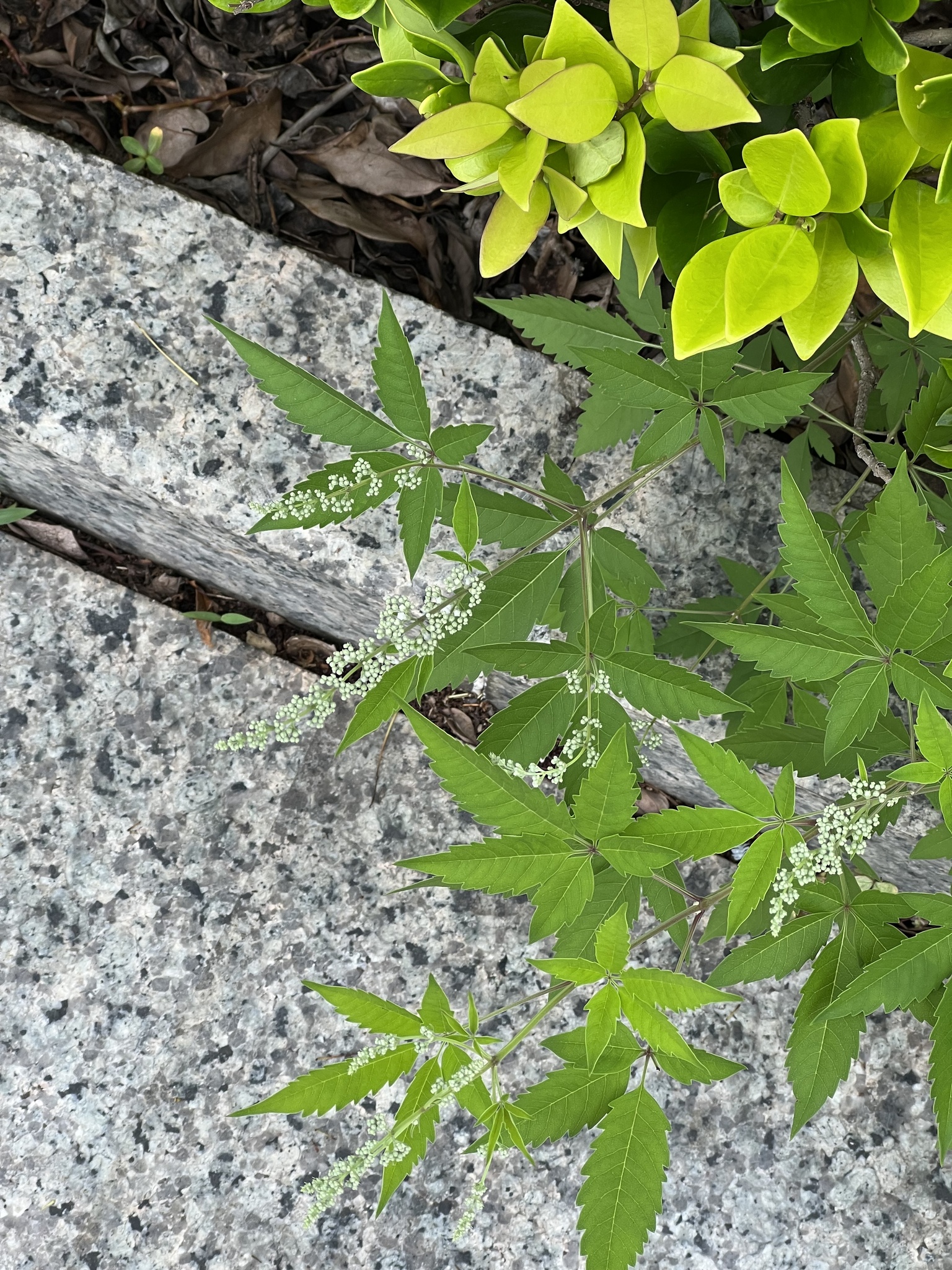 Vitex negundo var. cannabifolia (Siebold & Zucc.) Hand.-Mazz.