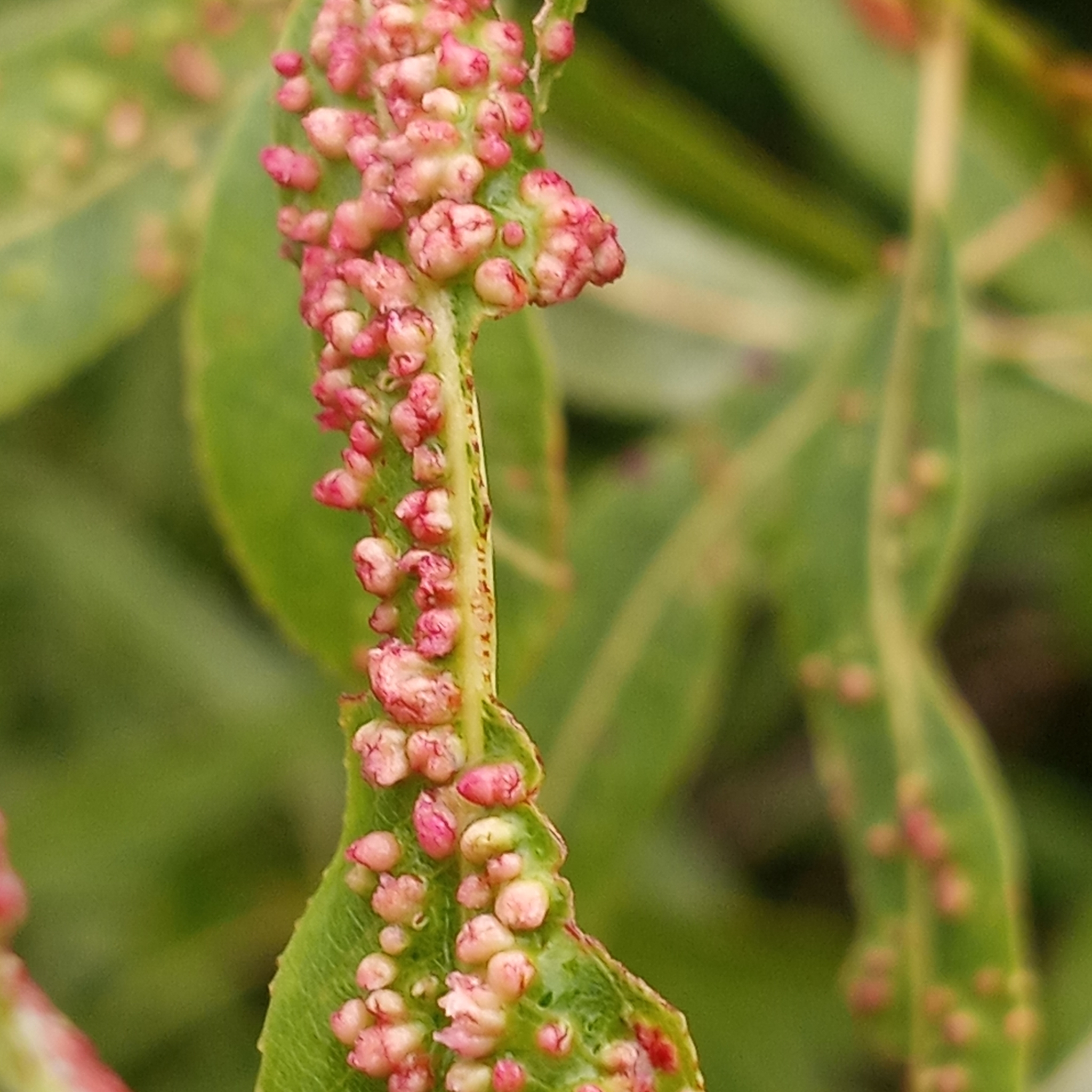 Aculus tetanothrix (Nalepa, 1889)