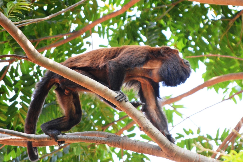 Brown Howler Monkey (Alouatta guariba) - Know Your Mammals