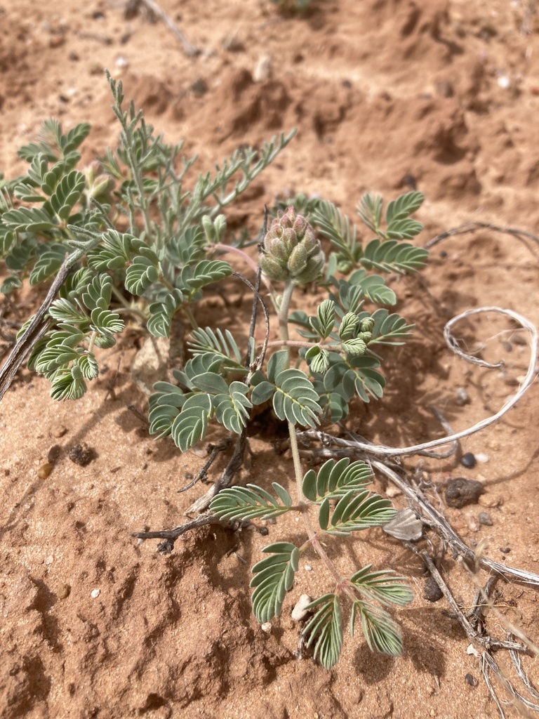 Creeping rushpea from Green River, UT, US on May 7, 2023 at 11:26 AM by ...