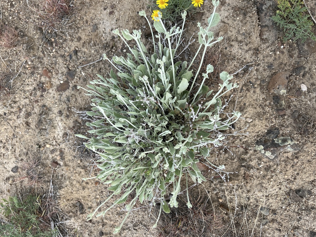Snow Buckwheat from Kittitas County, WA, USA on May 6, 2023 at 04:30 PM ...
