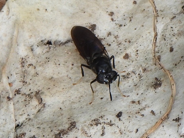 Black Soldier Fly from Parker County, TX, USA on May 07, 2023 at 04:34 ...