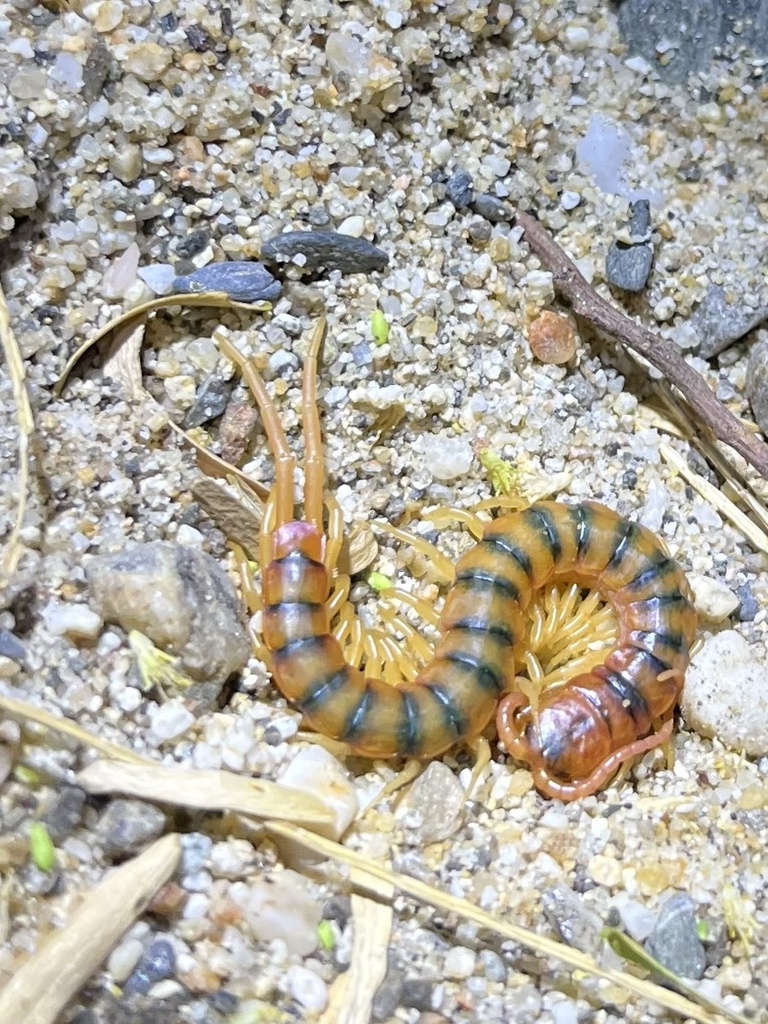 Giant Centipedes from Tayrona National Natural Park, Santa Marta ...