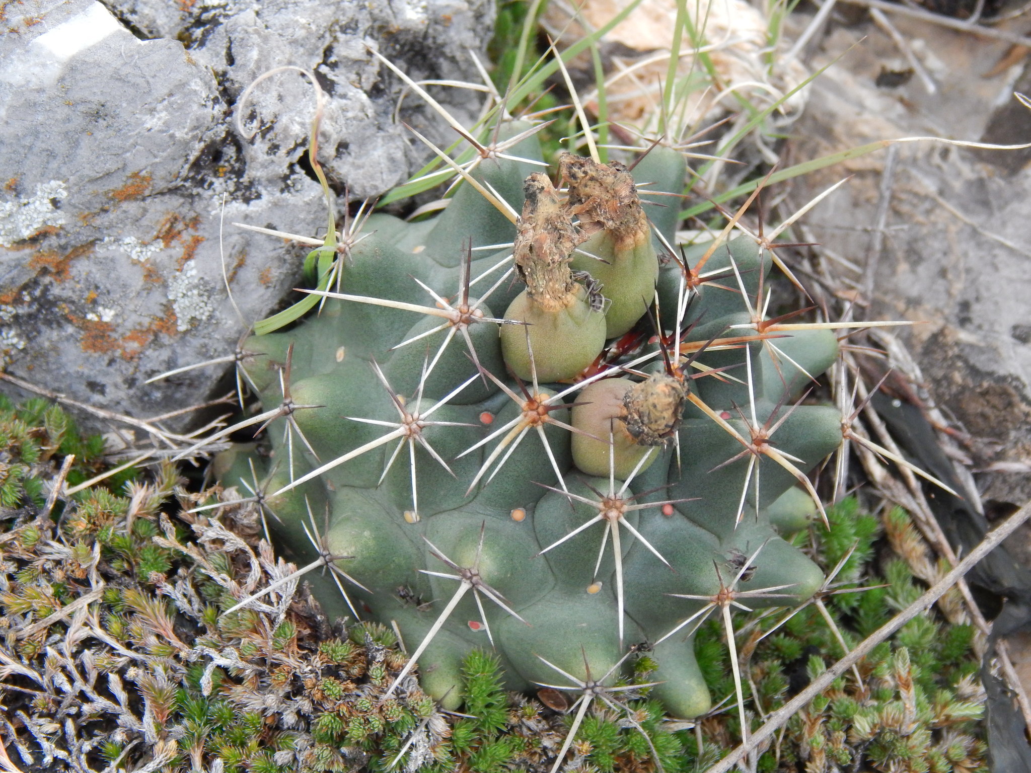 Coryphantha georgii Boed.
