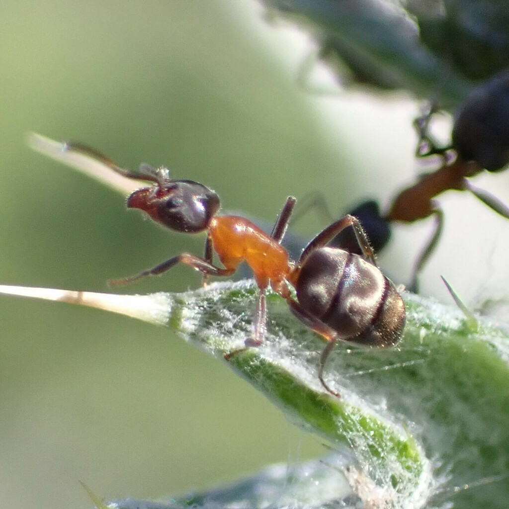 Western Velvety Tree Ant in May 2023 by Matthew Ferretti. Large group ...