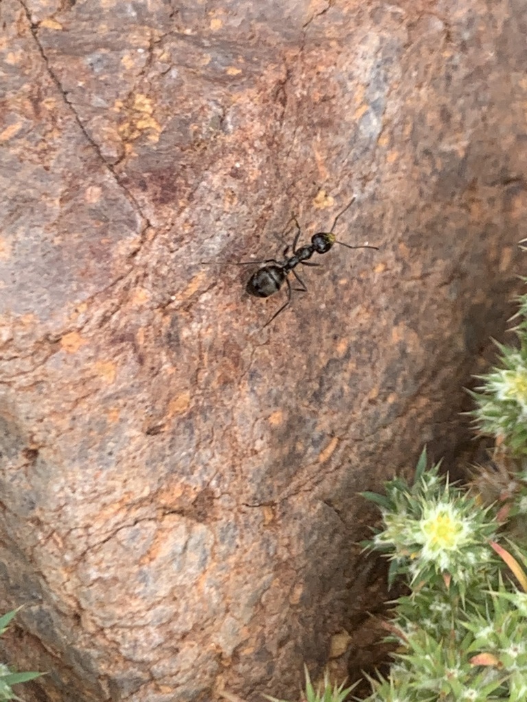 Ants from Ensenada, B.C., México on May 01, 2023 at 01:58 PM by Alma ...
