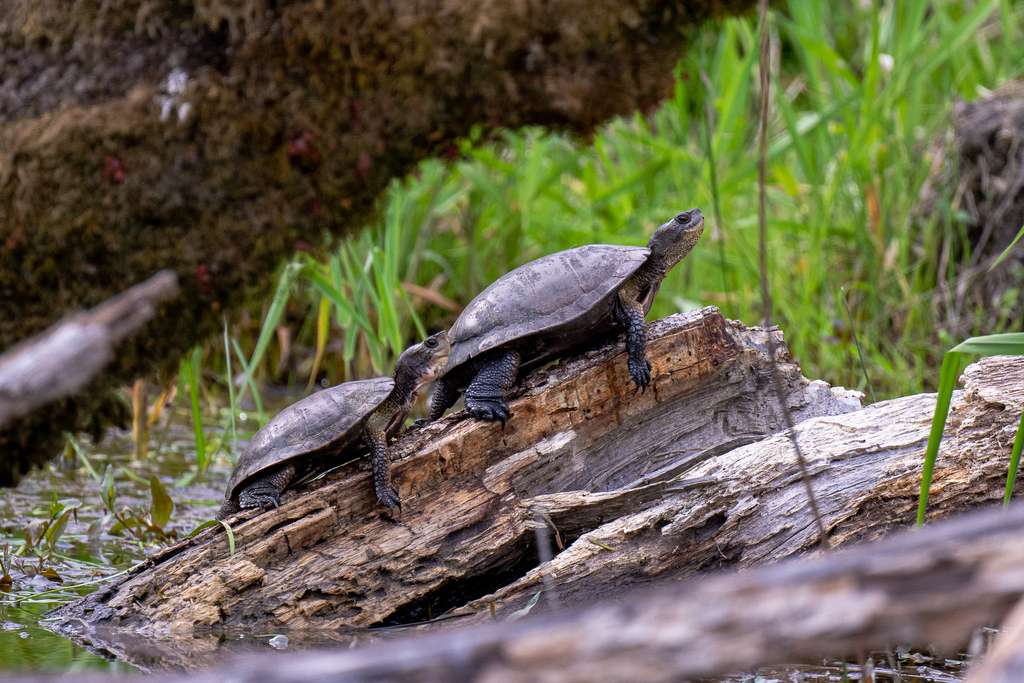 Northwestern Pond Turtle in May 2023 by Victor Berthelsdorf · iNaturalist
