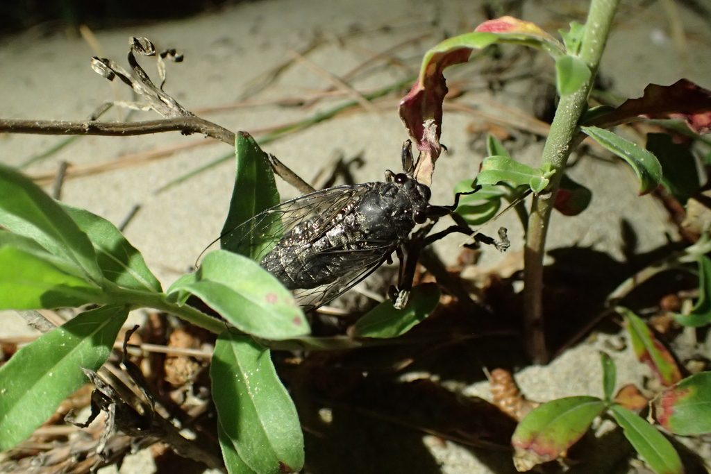 Spring Cicada in May 2023 by hakkahamushi · iNaturalist