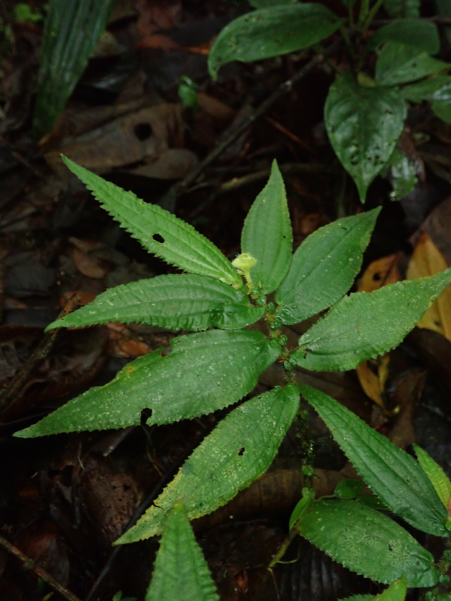Triolena obliqua (Triana) Wurdack