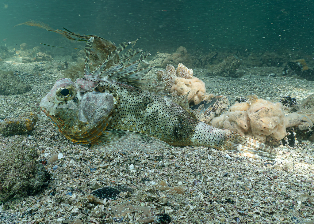 Bighead Gurnard Perch from Coffin Bay SA 5607, Australia on May 7, 2023 ...