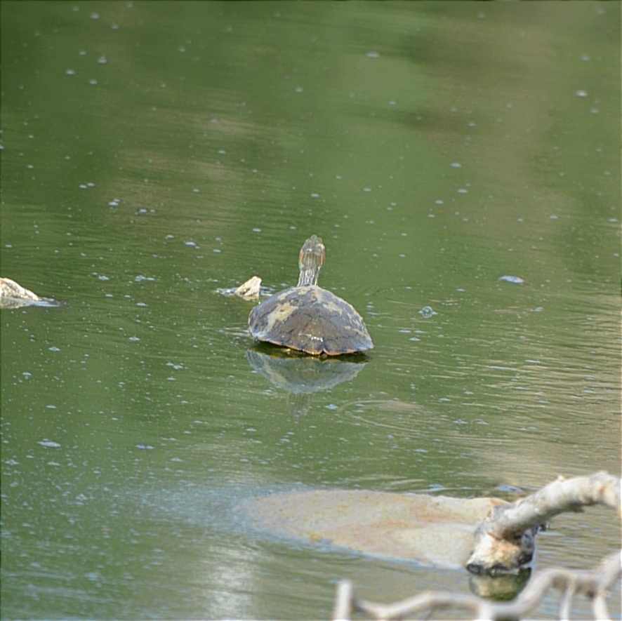 Trachemys gaigeae (Hartweg, 1939)