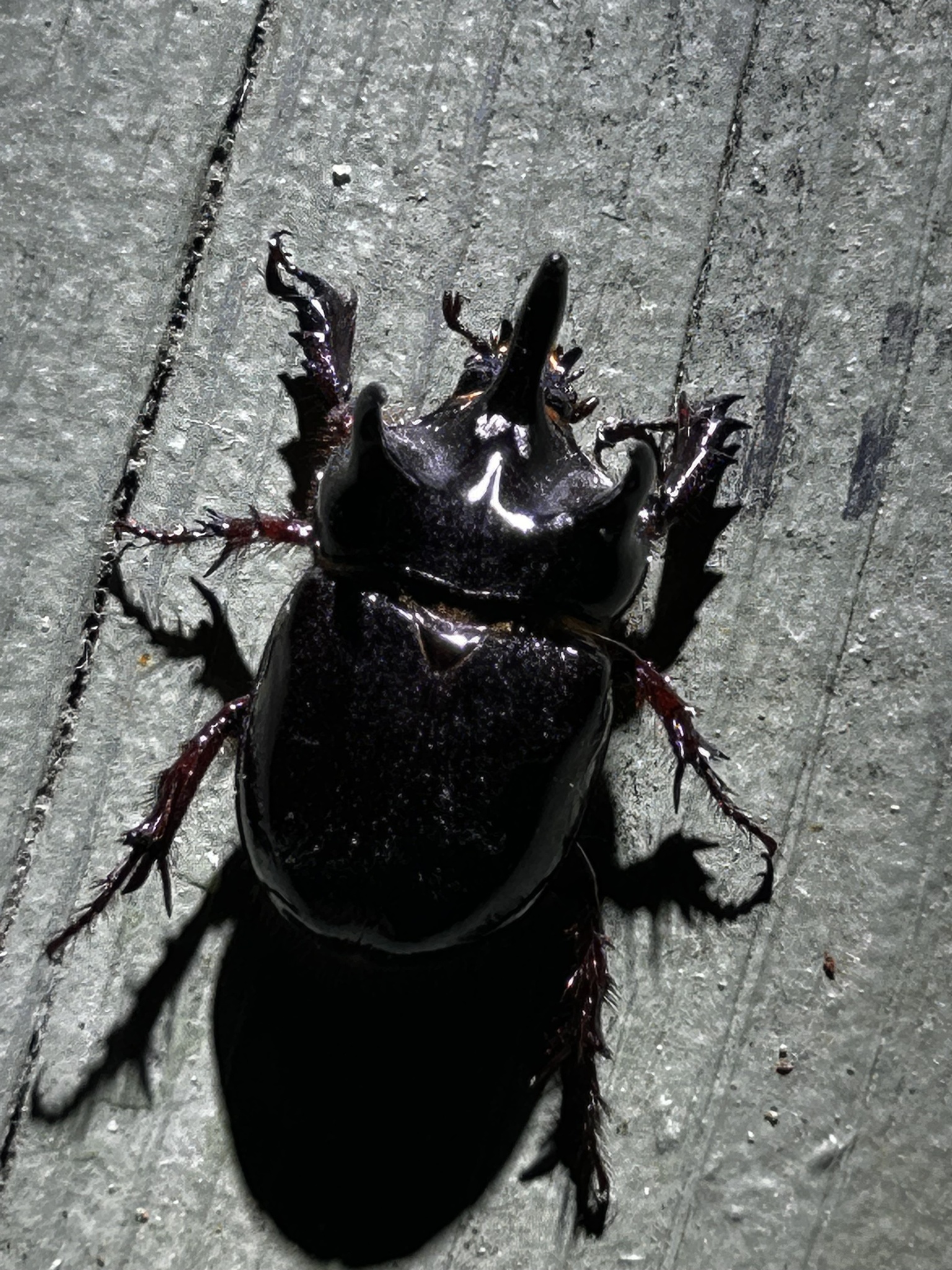 Strategus Hope, 1837