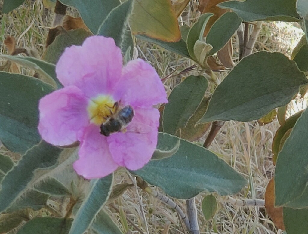Cistus osbeckiifolius from Santa Cruz de Tenerife, Spain on April 16 ...