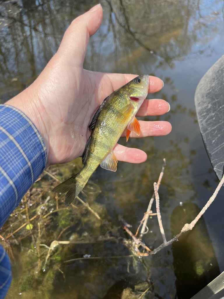 Yellow Perch from Georgetown Rd, Clarks Mills, PA, US on May 6, 2023 at ...