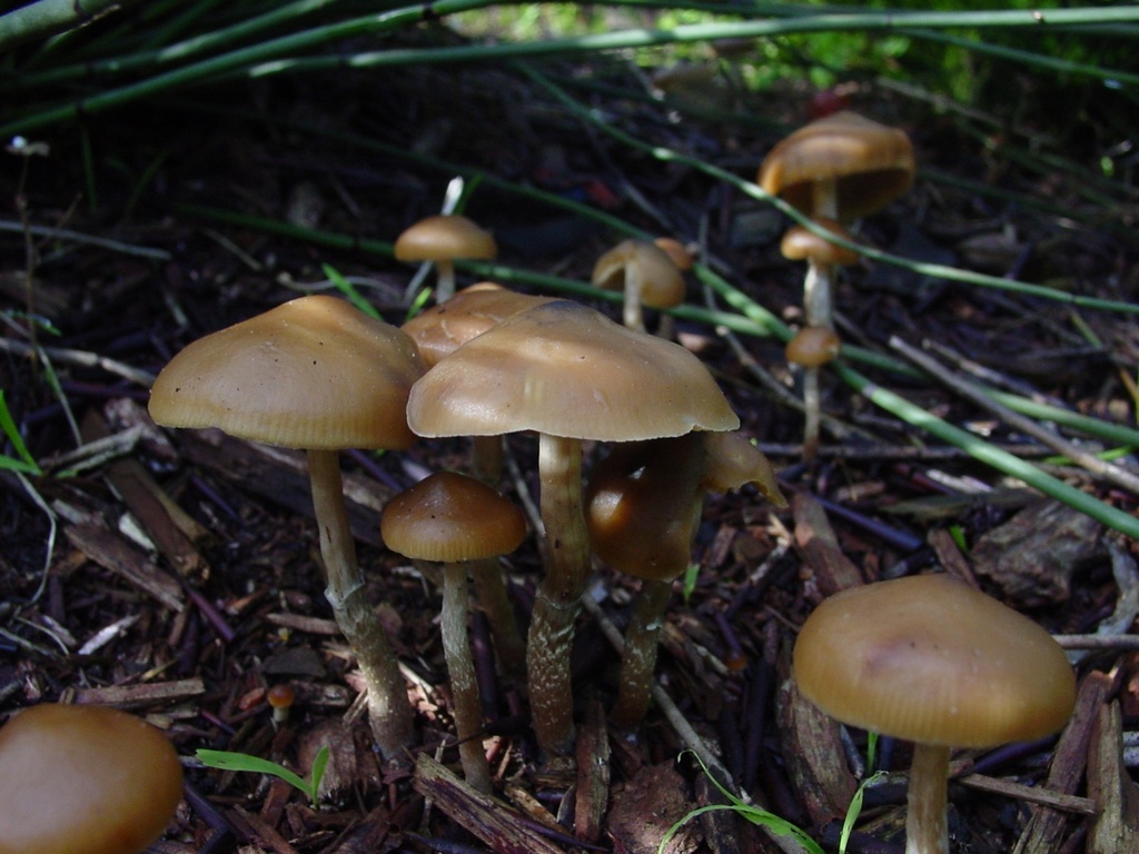 Psychedelic Ovoid Mushroom from San Francisco, San Francisco Co ...