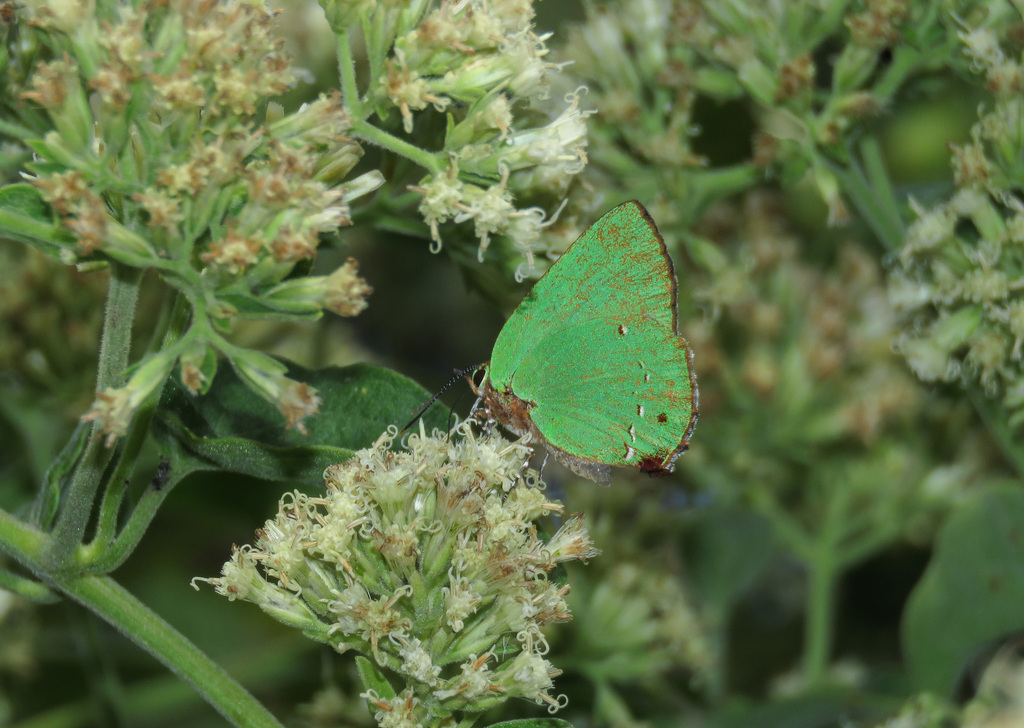 Tropical Greenstreak from Pedreira - SP, 13920-000, Brasil on May 07 ...
