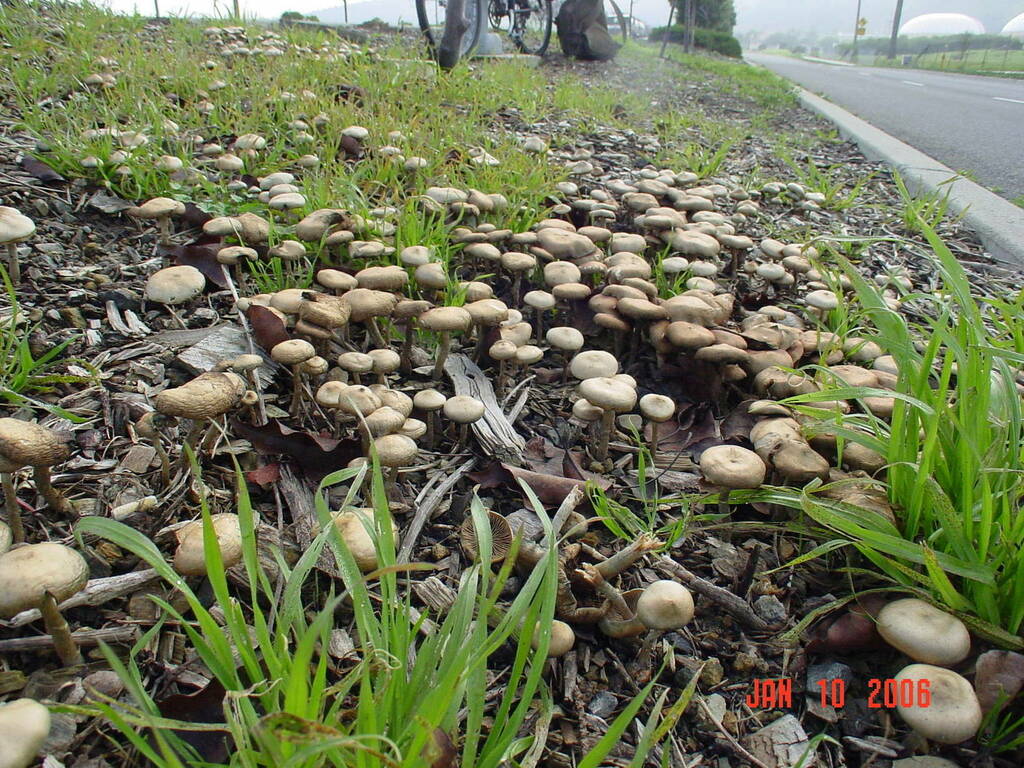 Psychedelic Ovoid Mushroom from Richmond, Contra Costa Co., California ...
