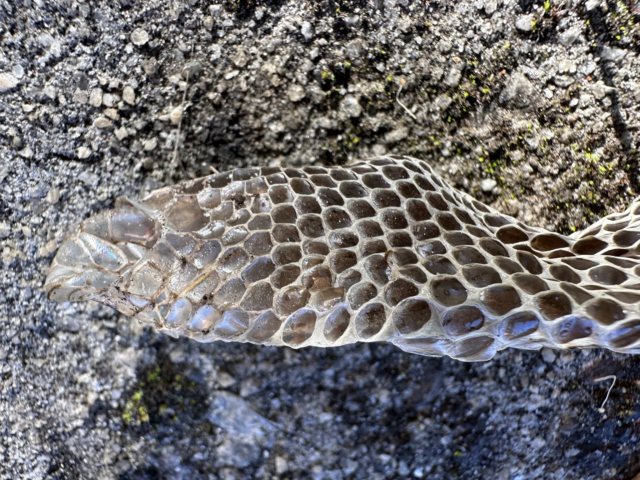 Pseudonaja affinis Günther, 1872