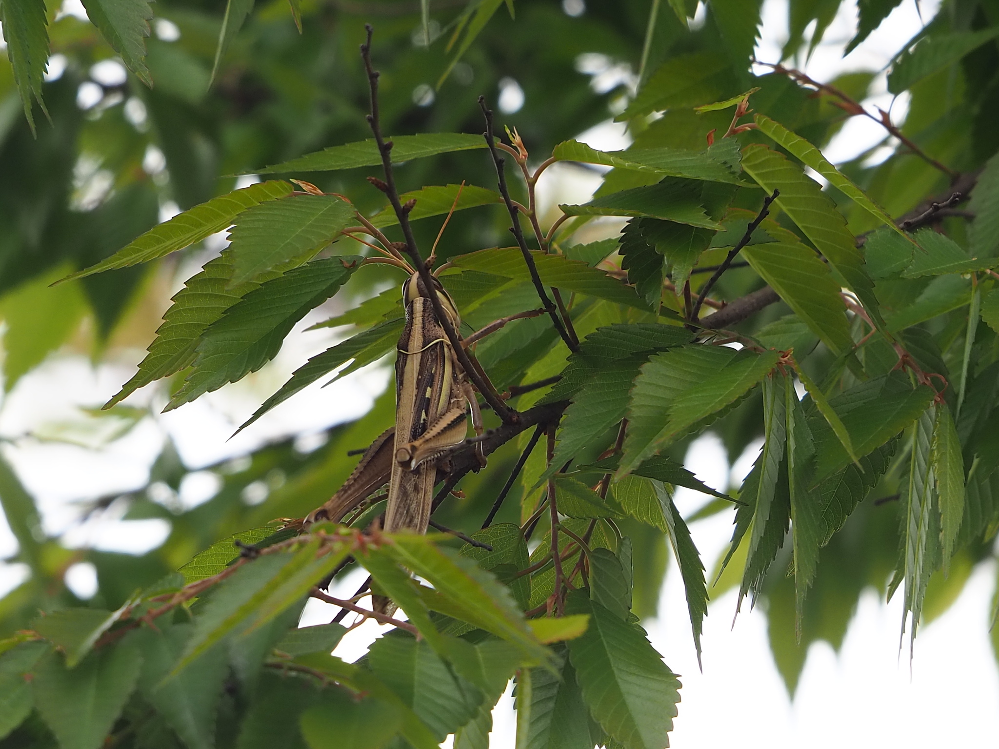 Patanga succincta (Johannson, 1763)