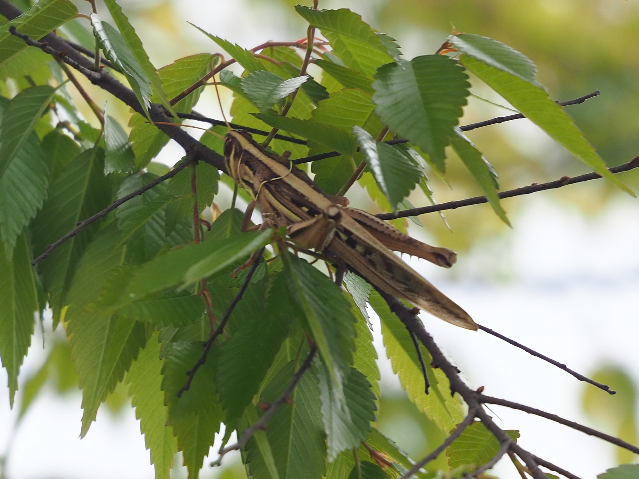 Patanga succincta (Johannson, 1763)
