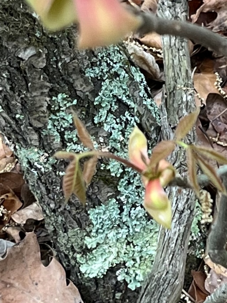 common lichens from Weldon Spring Conservation Area, Defiance, MO, US ...